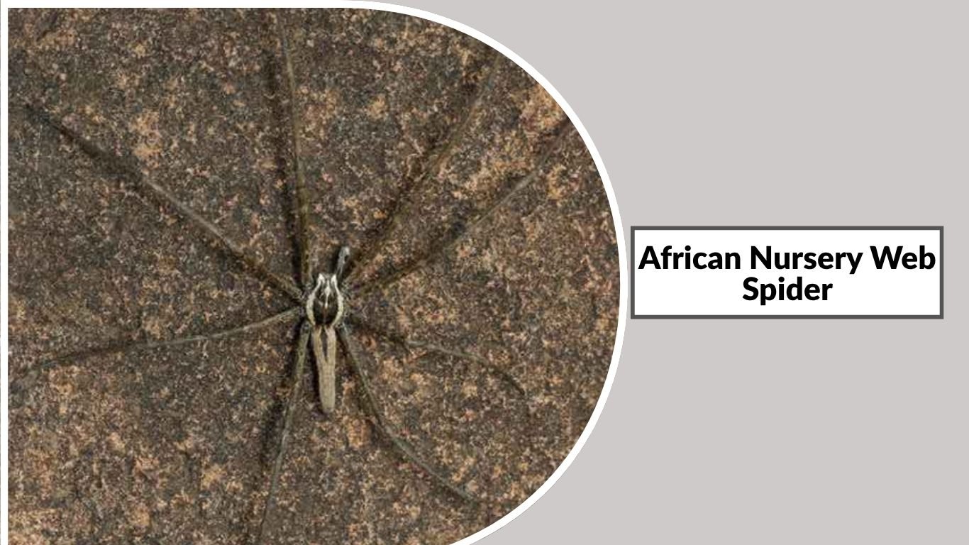 7 Types of Nursery web spider: Identificaton with Pictures