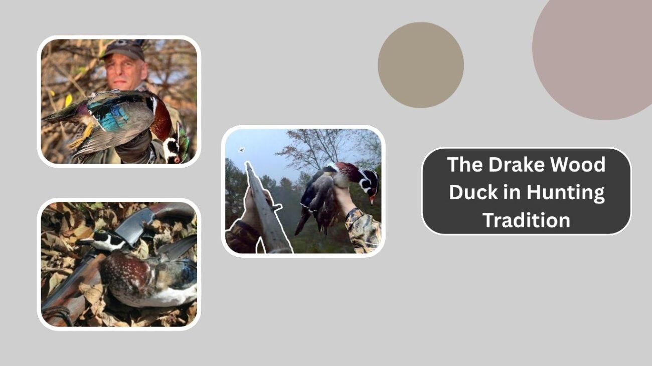 Drake Wood Duck: Identification, Behavior, and Complete Guide