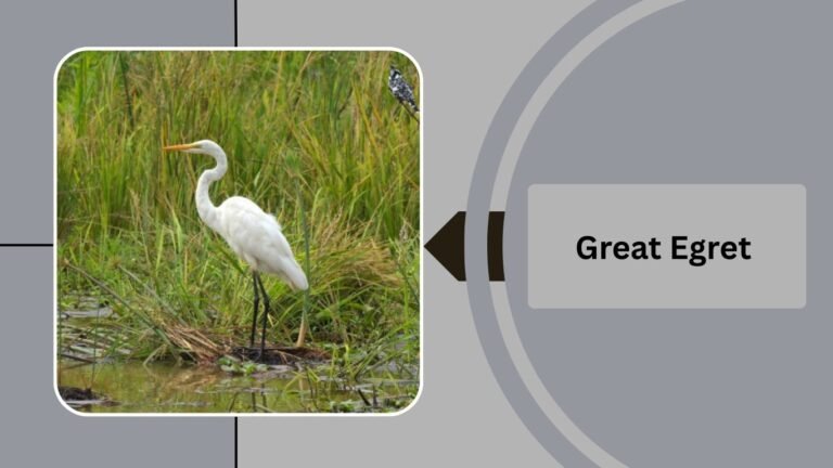27 Types of Herons & Egrets: Identification with Pictures
