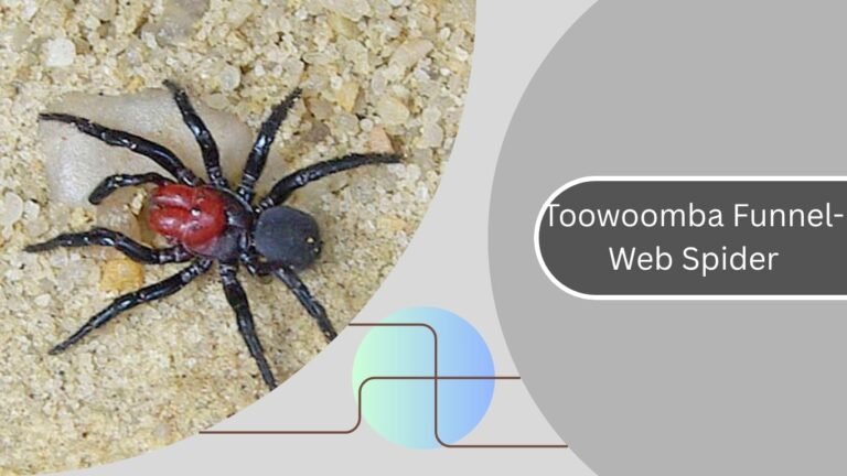 25 types of Funnel-web house spiders: Identification with Pictures