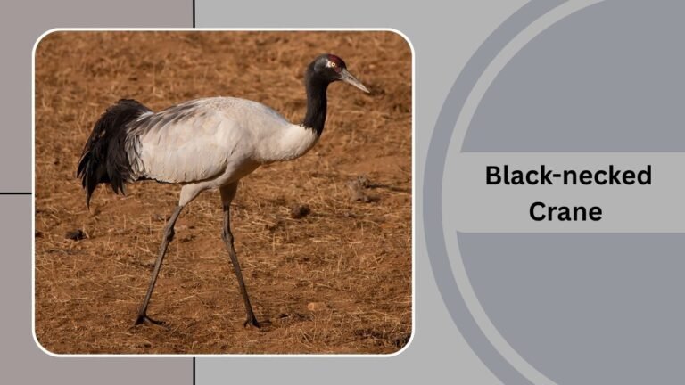 15 Types of Crane Birds: Identification With Pictures