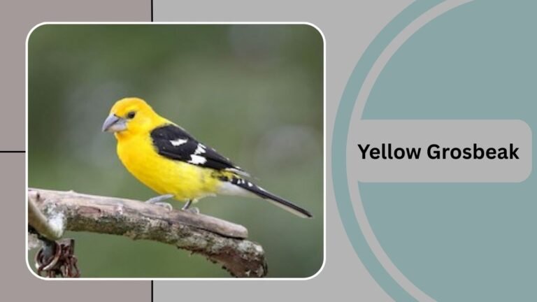 15 Types of Grosbeaks: Identification With Pictures
