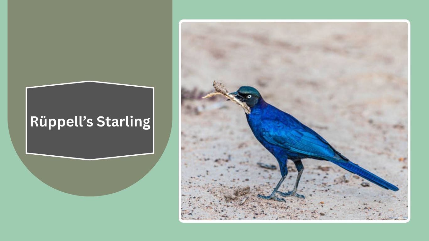 25 Types of Starlings: Identification with Pictures