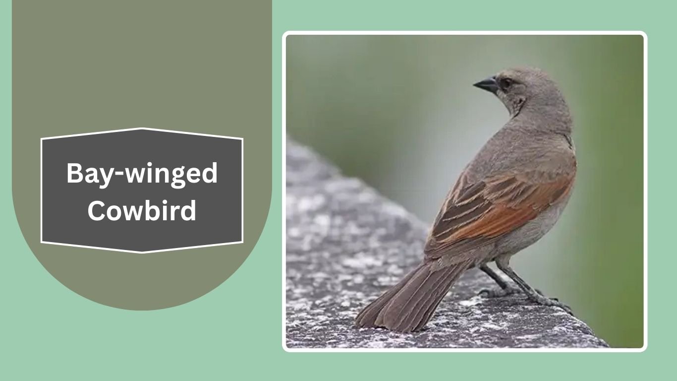 6 Types of Cowbirds: Identification with Pictures