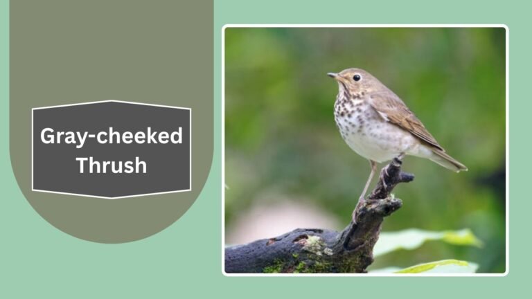 25 Types of Thrushes: Identification with Pictures