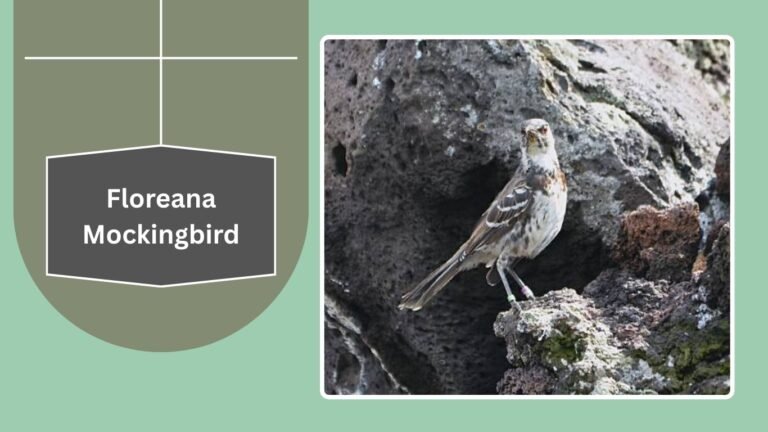 17 Types of Mockingbirds: Different Species Identification