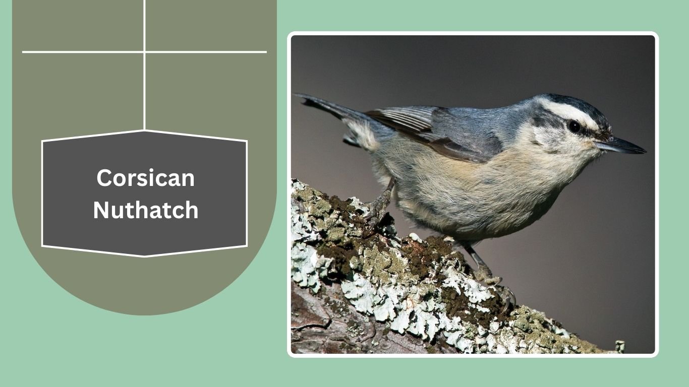 11 Types of Nuthatches: Identification With Pictures