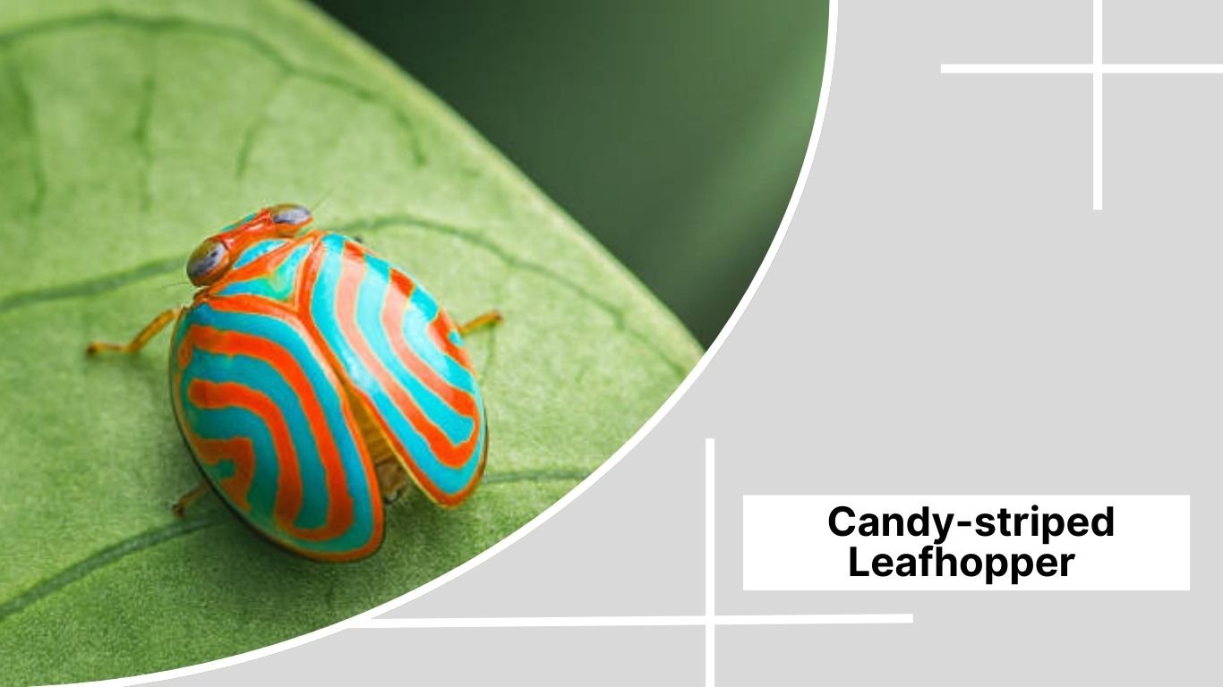 17 Types of Leafhopper: Identification With Pictures