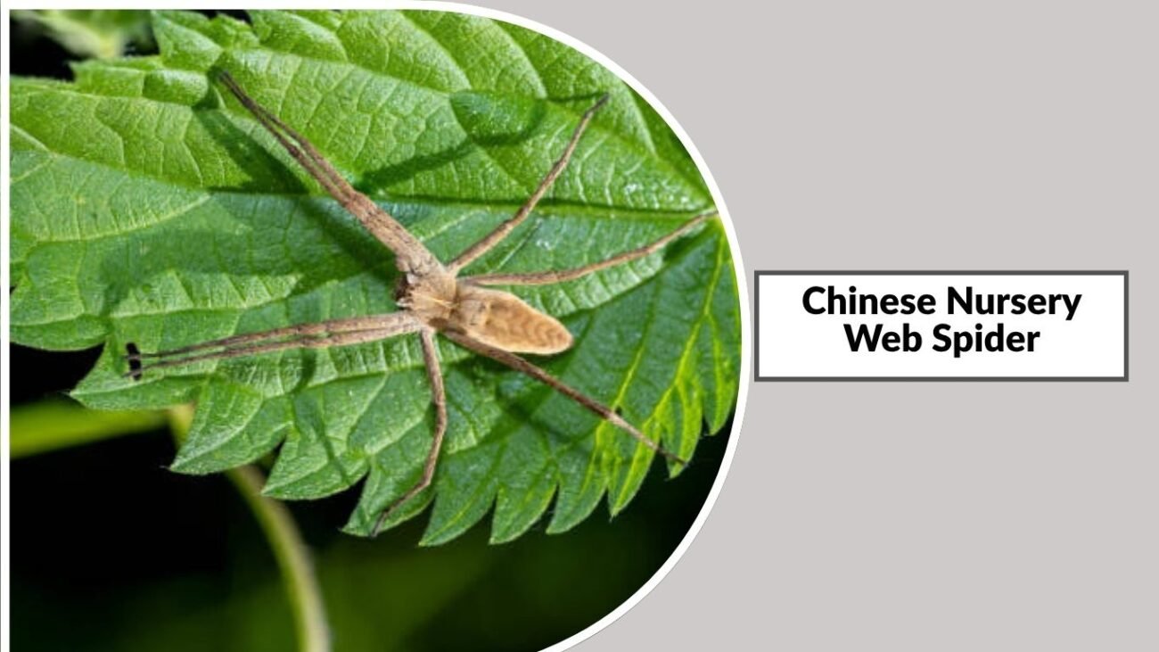7 Types of Nursery web spider: Identificaton with Pictures