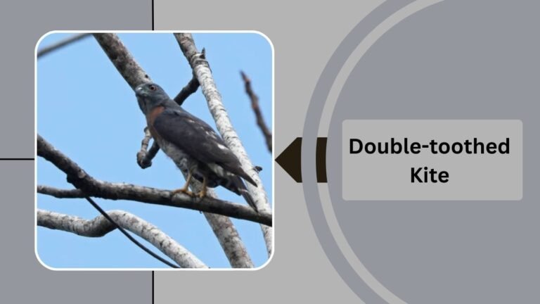 17 Types of Kite Birds: Identification with Pictures