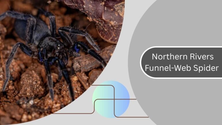 25 types of Funnel-web house spiders: Identification with Pictures