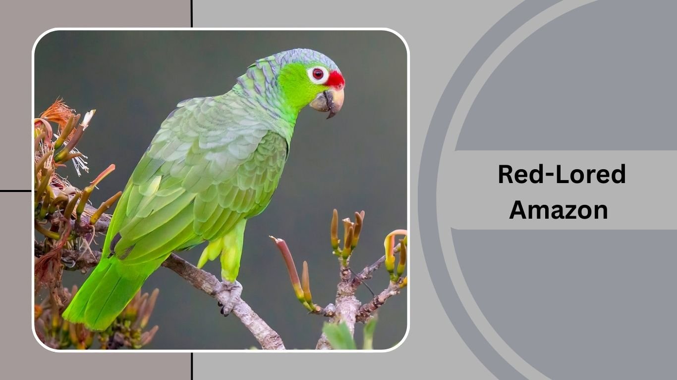 15 Types of Amazon Parrots: Identification With Pictures