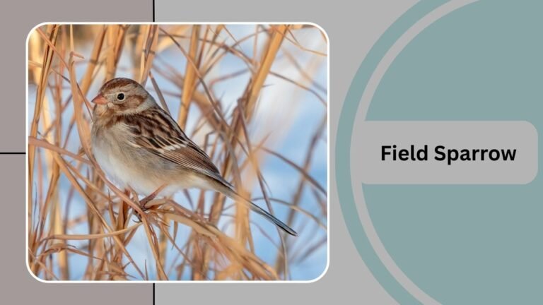27 Types of Sparrow Birds: Identification With Pictures
