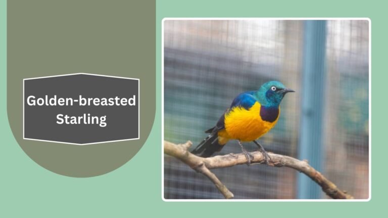 25 Types of Starlings: Identification with Pictures