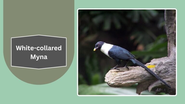 15 Types of Myna Birds: Identification with Pictures