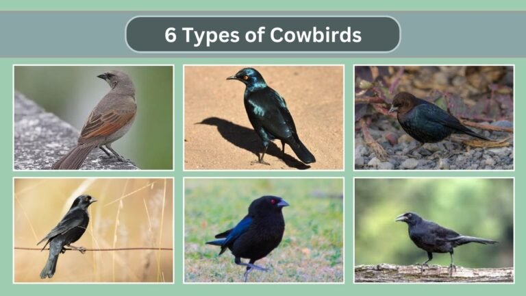 6 Types of Cowbirds: Identification with Pictures