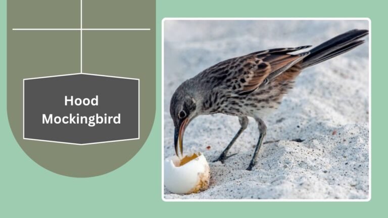 17 Types of Mockingbirds: Different Species Identification