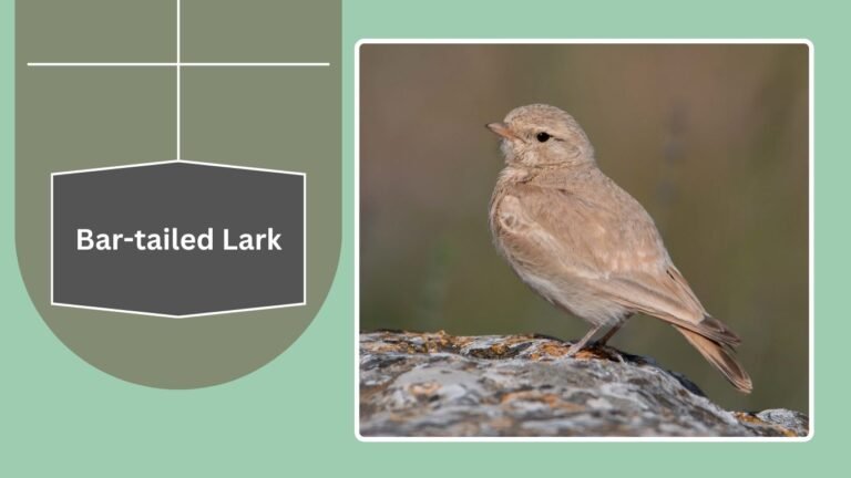 25 Types of Larks: Different Species Identification