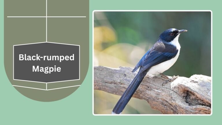 15 Types of Magpies: Identification With Pictures