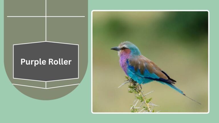 12 Types of Rollers Bird: Identification with Pictures