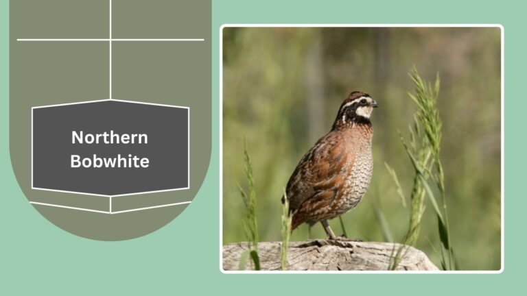 27 Types of Quail Birds: Identification with Pictures
