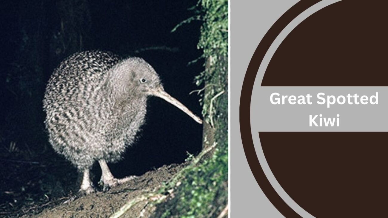 13 Ratites & Large Flightless Birds (ID with Pictures)