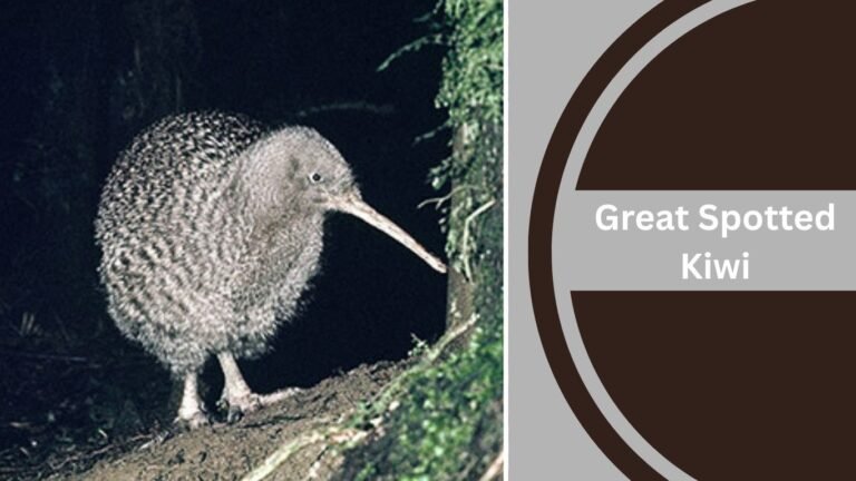 13 Ratites & Large Flightless Birds (ID with Pictures)