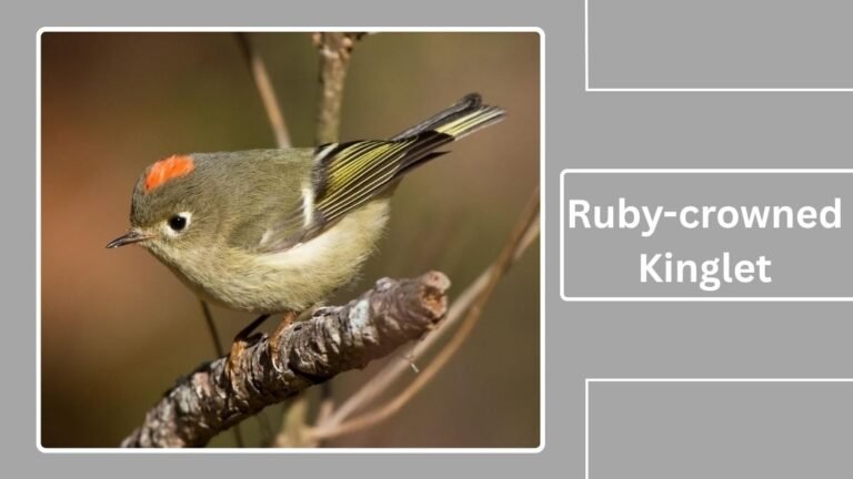 25 Types of Tiny Birds : Identification with Pictures