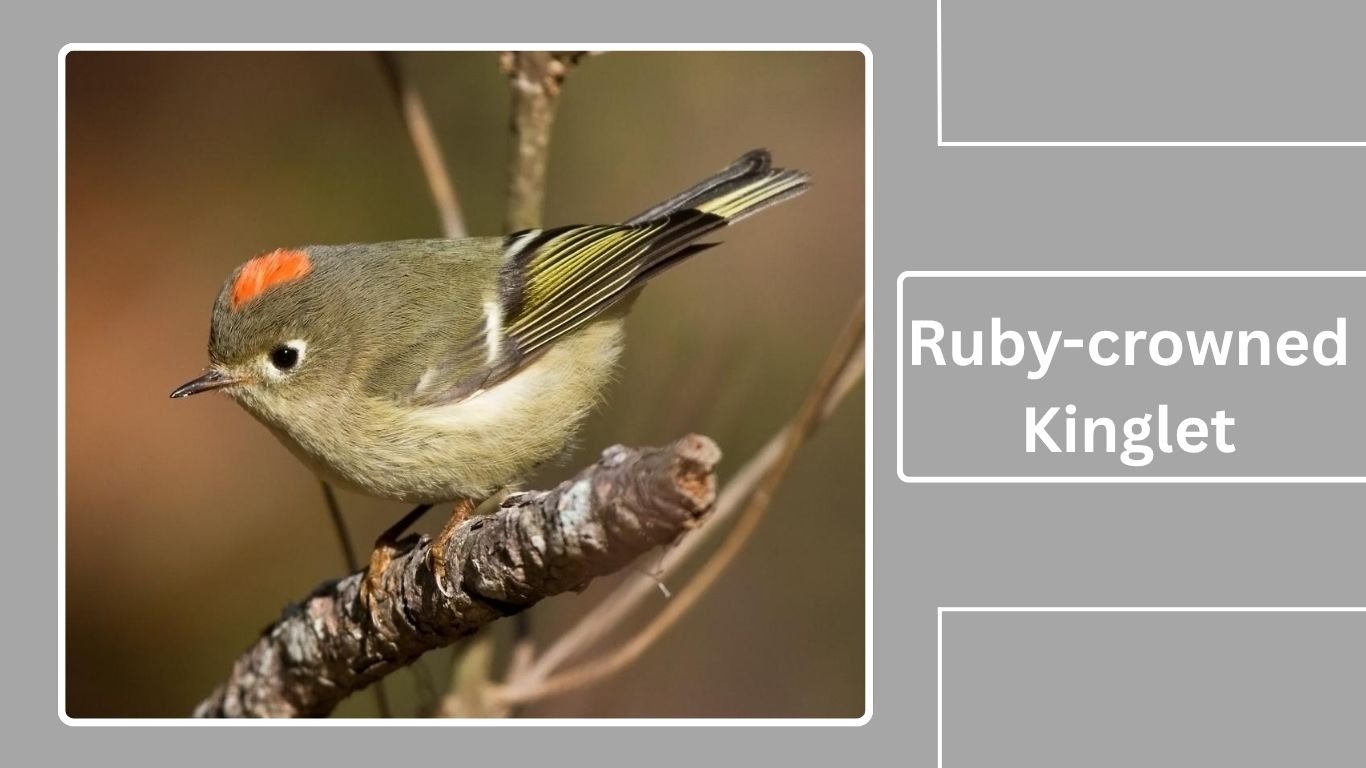 25 Types of Tiny Birds : Identification with Pictures