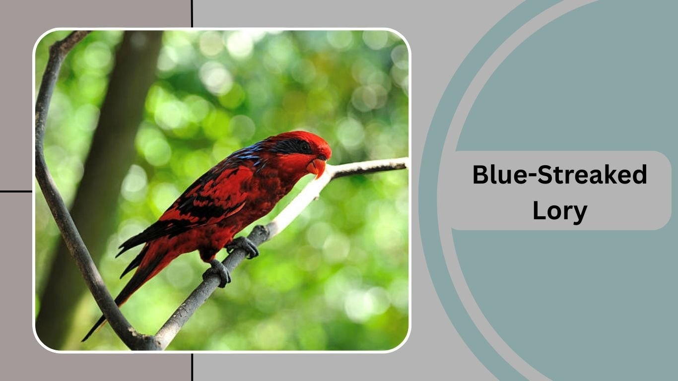 17 Types of Lorikeet Birds: Identification with Pictures