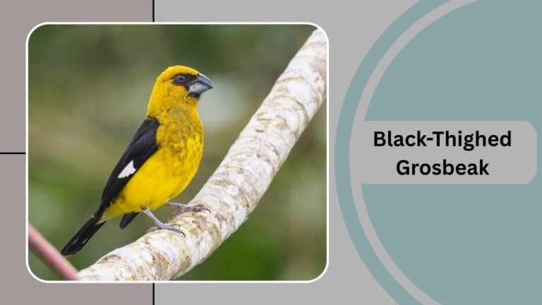 15 Types of Grosbeaks: Identification With Pictures