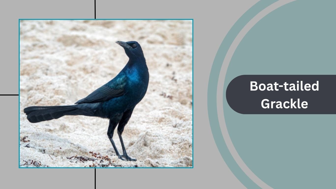27 Types of Blackbirds: Identification with Pictures