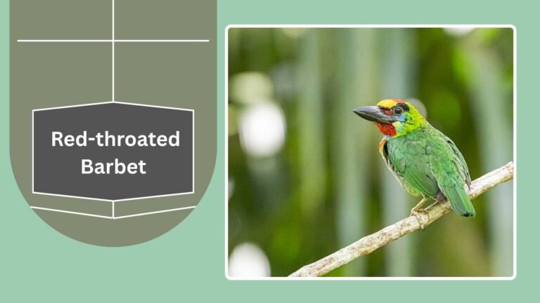 25 Types of Barbets bird: Identification With Pictures