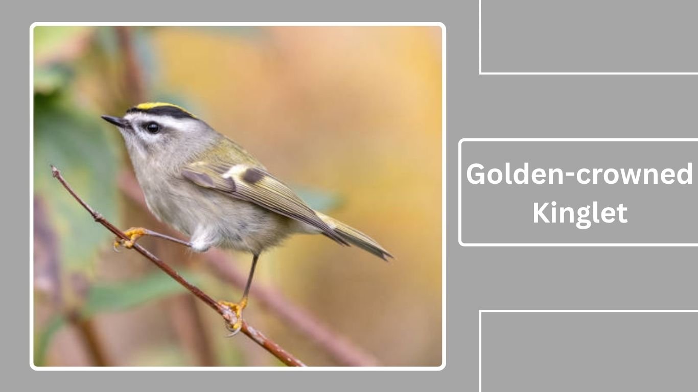 25 Types of Tiny Birds : Identification with Pictures