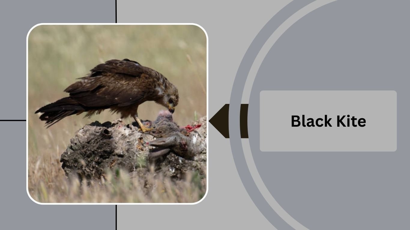 17 Types of Kite Birds: Identification with Pictures