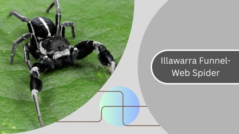 25 types of Funnel-web house spiders: Identification with Pictures