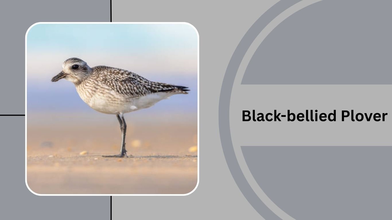 25 Types of Plovers: Different Species Identification With Pictures