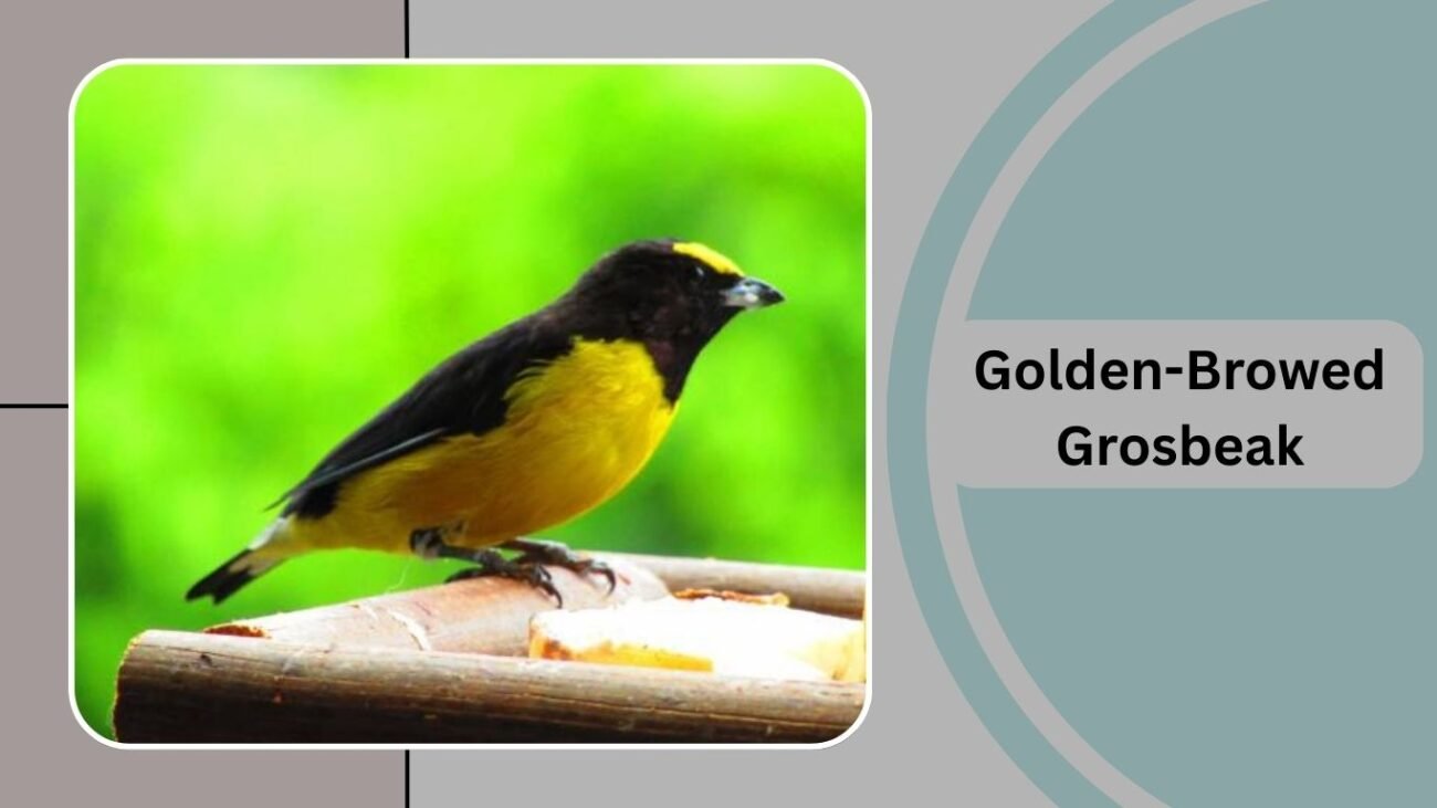 15 Types of Grosbeaks: Identification With Pictures