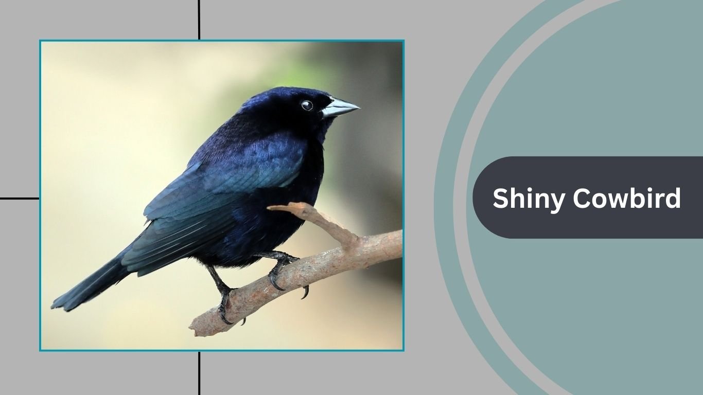 27 Types of Blackbirds: Identification with Pictures