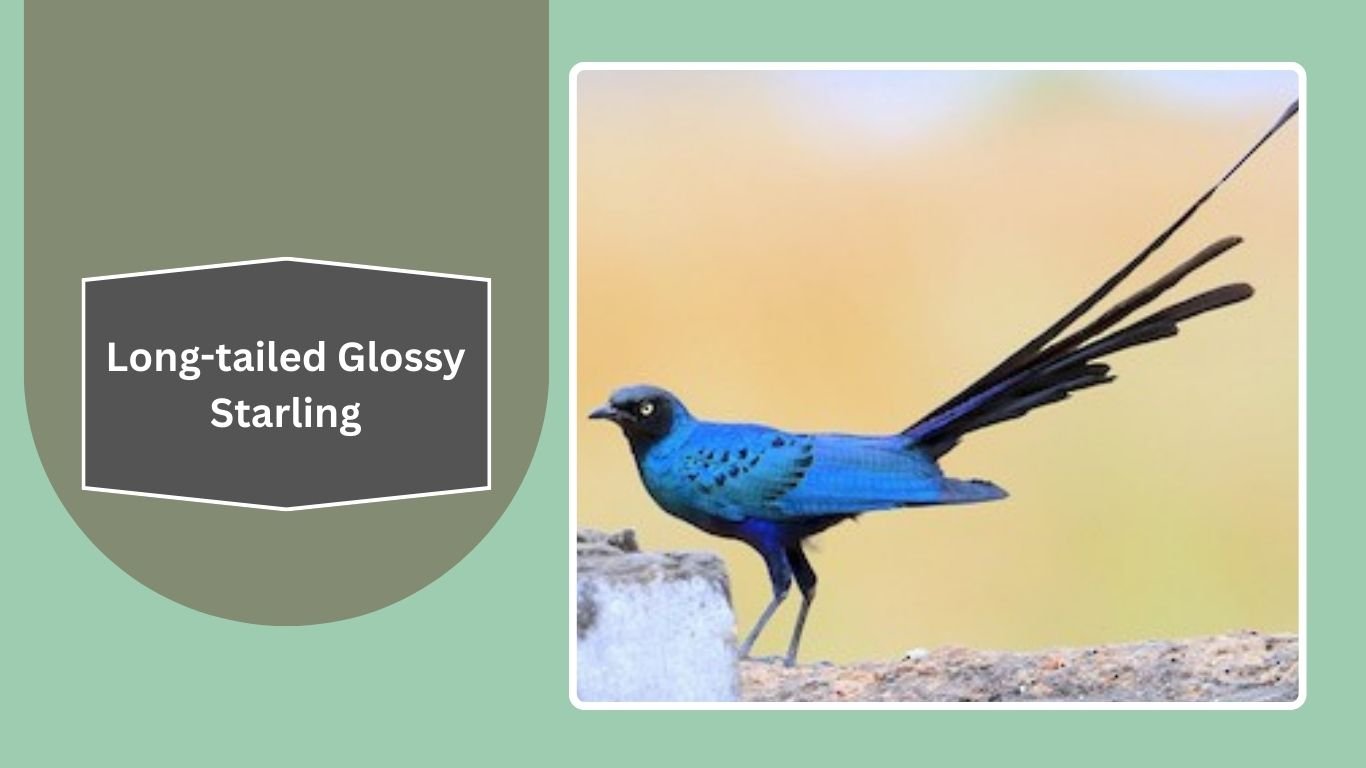 25 Types of Starlings: Identification with Pictures
