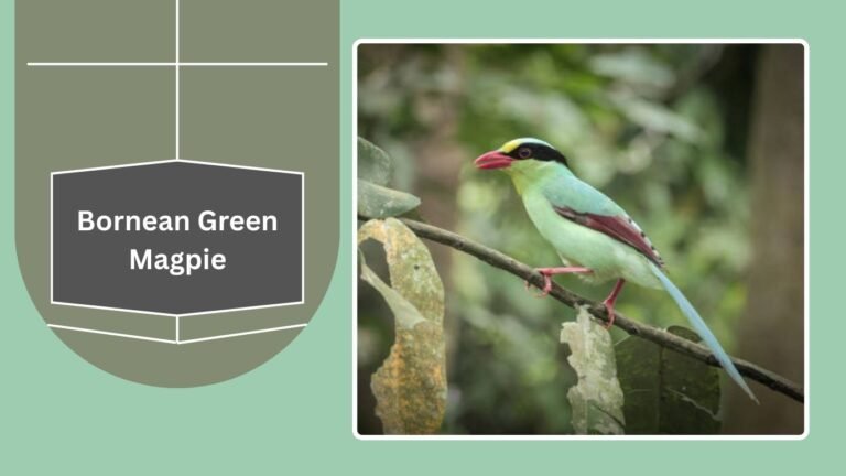 15 Types of Magpies: Identification With Pictures