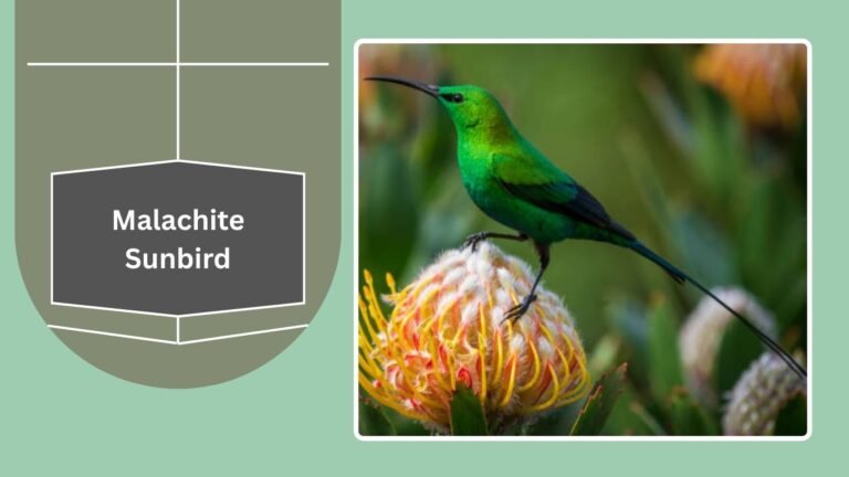 25 Types of Sunbirds: Different Species Identification