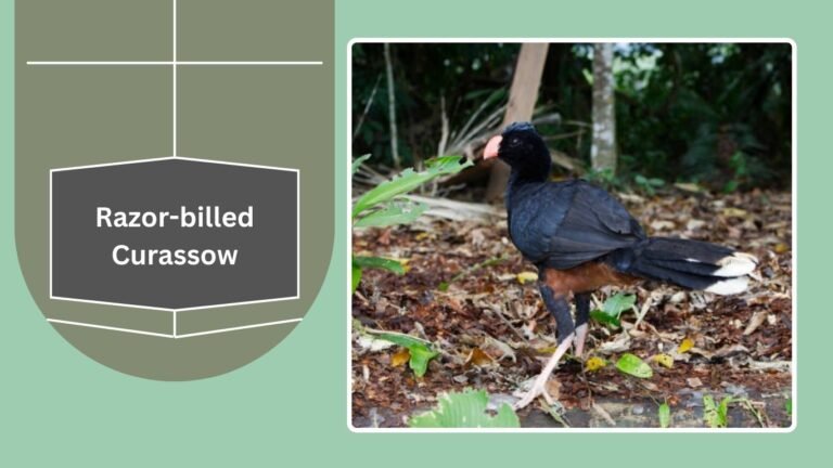 15 Types of Curassows: Rare and Remarkable Forest Birds