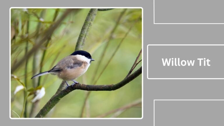25 Types of Tiny Birds : Identification with Pictures