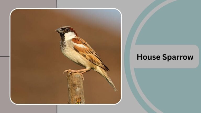 27 Types of Sparrow Birds: Identification With Pictures