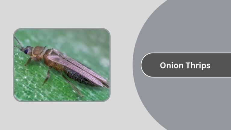 21 Types of Thrip: Identification With Pictures