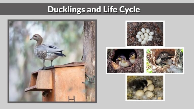 Australian Wood Duck: Size, Color, Life Cycle and Facts