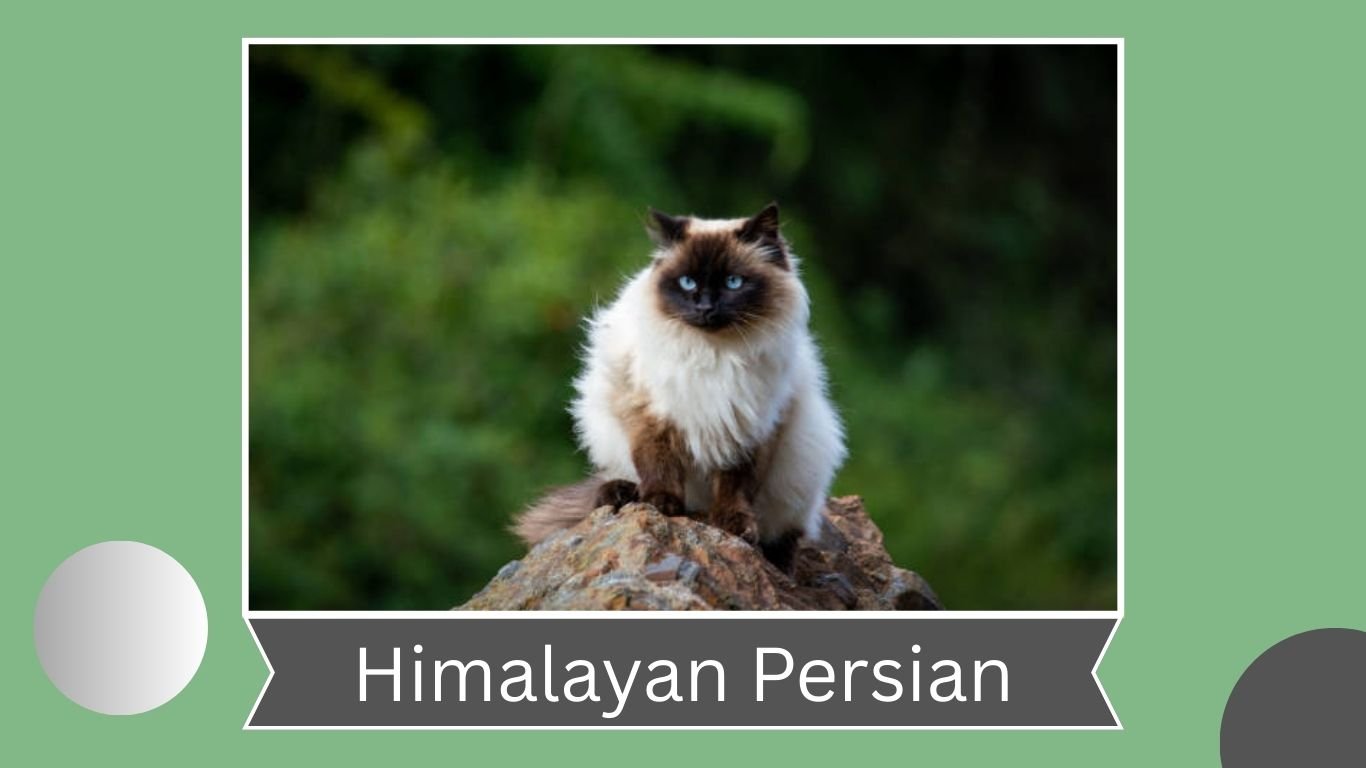 7 Types of Persian Cats: Identification with Pictures