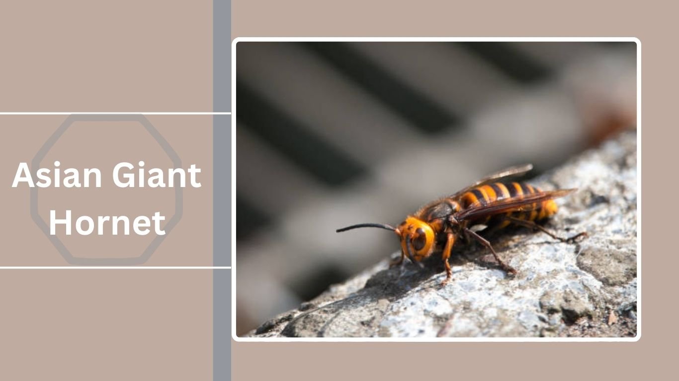16 Types of Hornets: Identification, Habitat, Behaviors, and Lifecycle