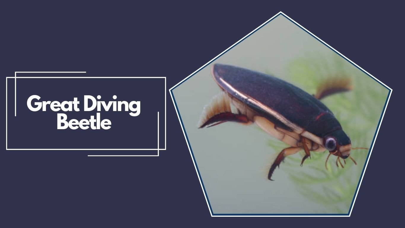 17 Types of Water Beetle: Identification, Habitat, Behaviors, Diet